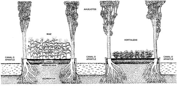 Chinampas: eco-tecnología azteca de vanguardia. - Ciencia Histórica
